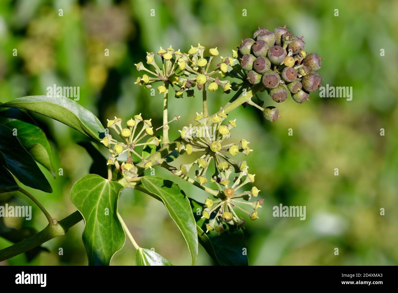 Common Ivy Fruit - Hedera helix, cluster of berries, with leaves Stock ...
