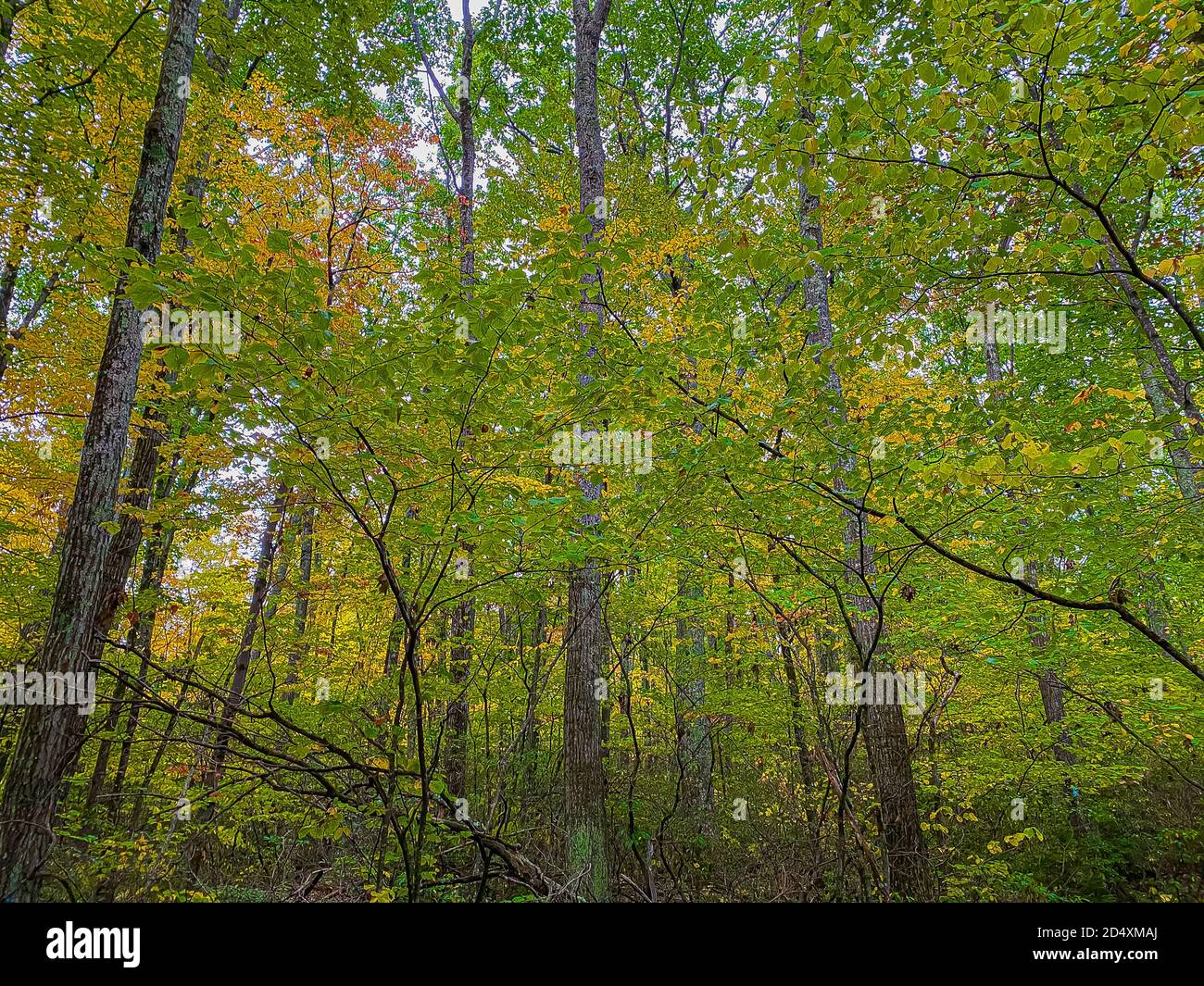 Trees starting to transform during the Fall Season in Connecticut Stock ...
