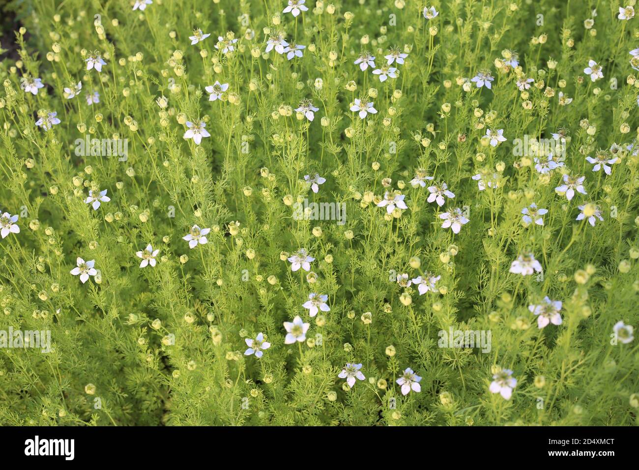 Green black cumin growing on the field with flower Stock Photo - Alamy