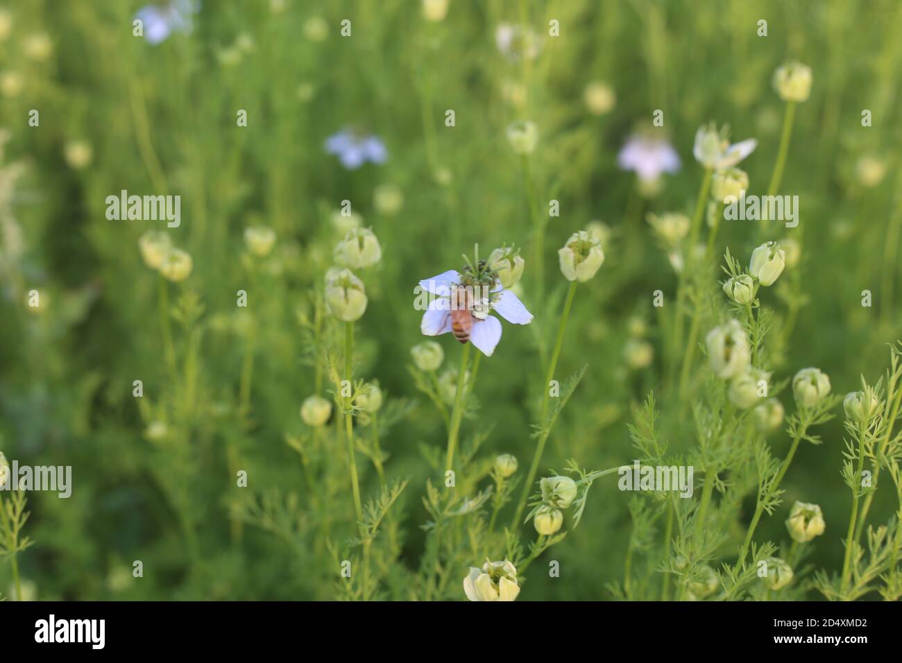 Green black cumin growing on the field with flower Stock Photo - Alamy