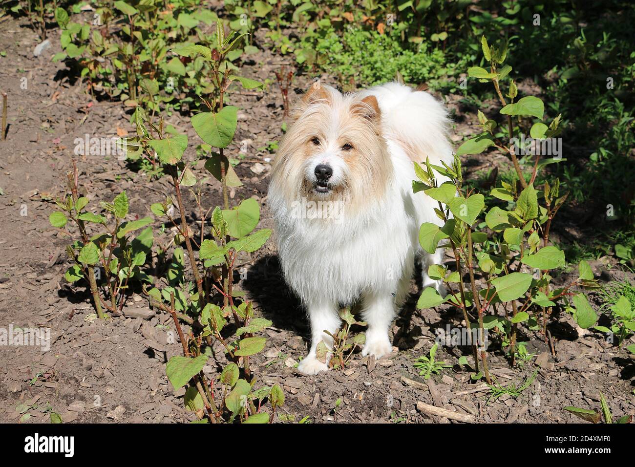 Beautiful brown and white cavapoo dog standing in the garden Stock ...