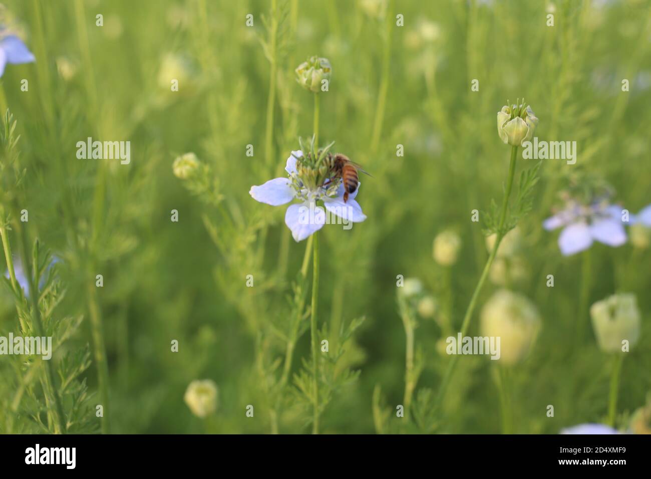 Green black cumin growing on the field with flower Stock Photo - Alamy
