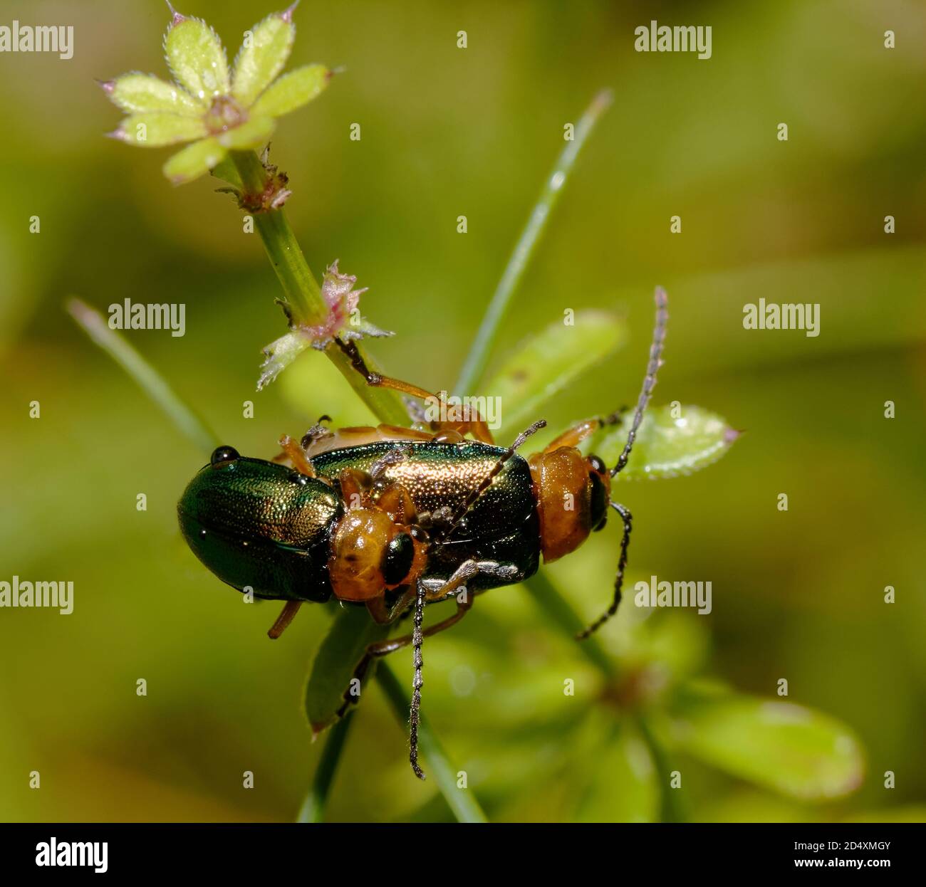A Leaf Beetle - Sermylassa halensis, mating pair on Bedstraw - Galium ...