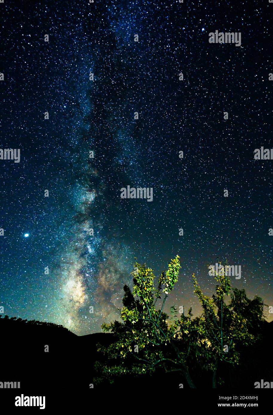 Milky Way stars vertical photography with tree in the foreground Stock ...