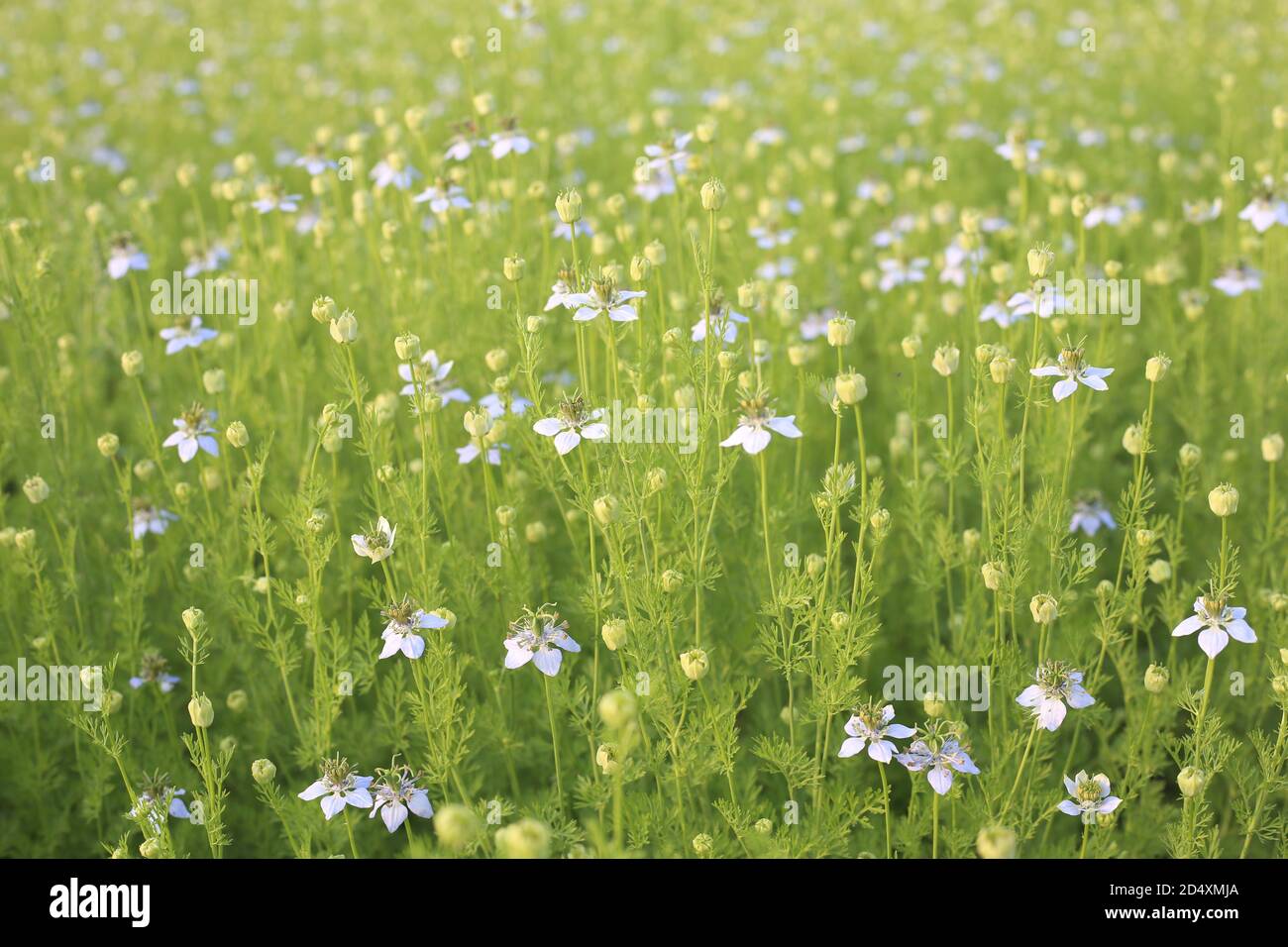 Green black cumin growing on the field with flower Stock Photo - Alamy