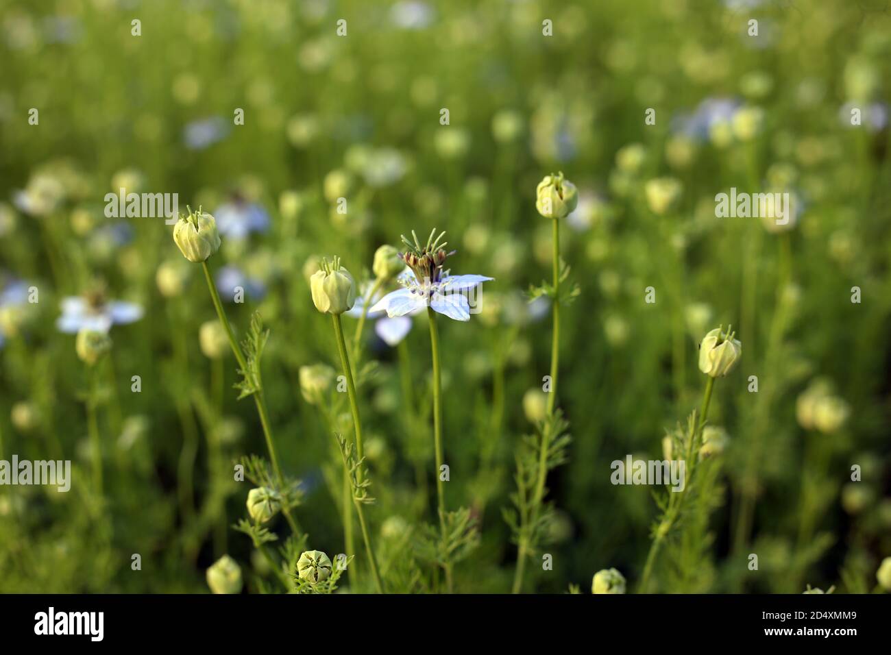 Green black cumin growing on the field with flower Stock Photo - Alamy