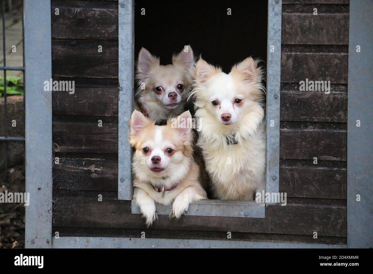 Group of adorable chihuahuas looing out of a wooden house in the garden ...