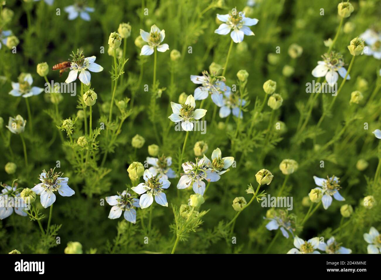 Green black cumin growing on the field with flower Stock Photo - Alamy