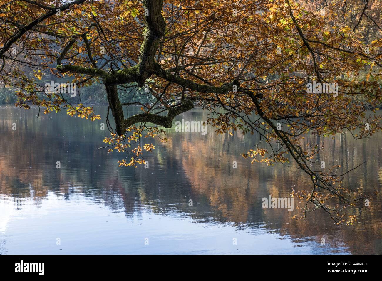 Tree overhanging water clinging on to life Stock Photo - Alamy
