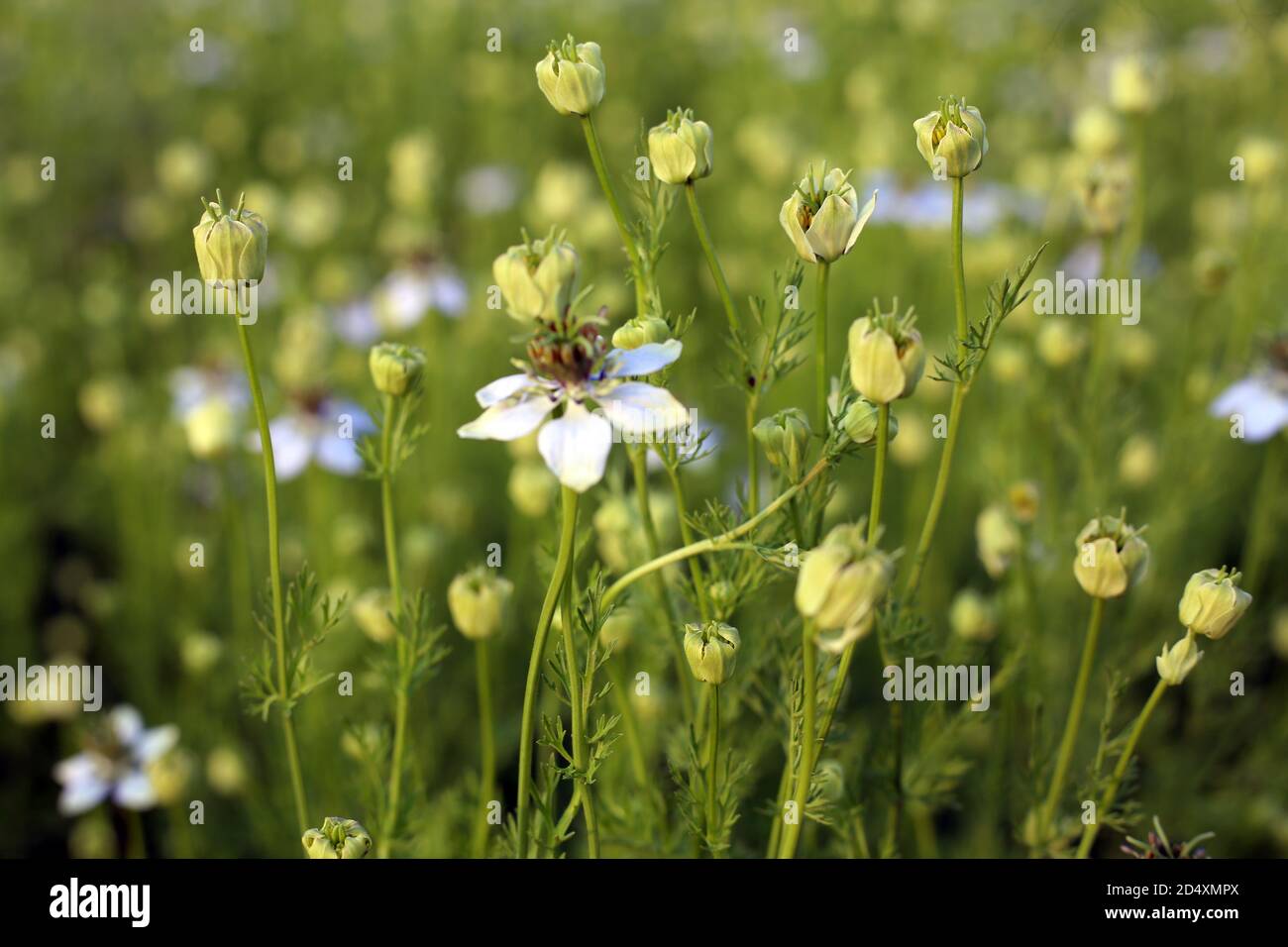 Green black cumin growing on the field with flower Stock Photo - Alamy