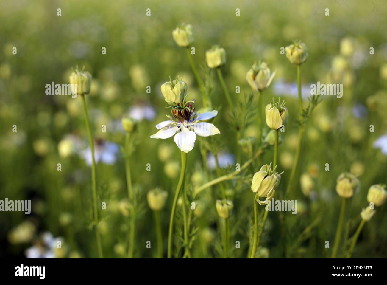 Benefits of black cumin hi-res stock photography and images - Alamy