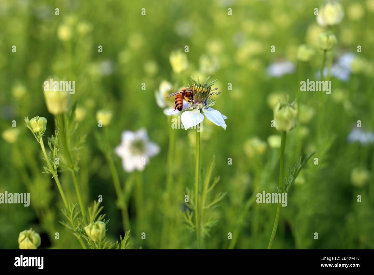Green black cumin growing on the field with flower Stock Photo - Alamy