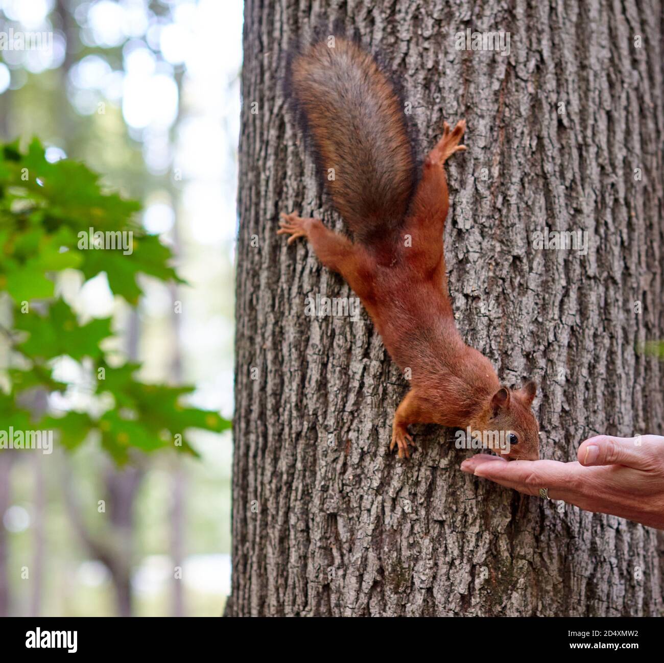 The Eurasian red squirrel eating from man hand. The Eurasian red ...