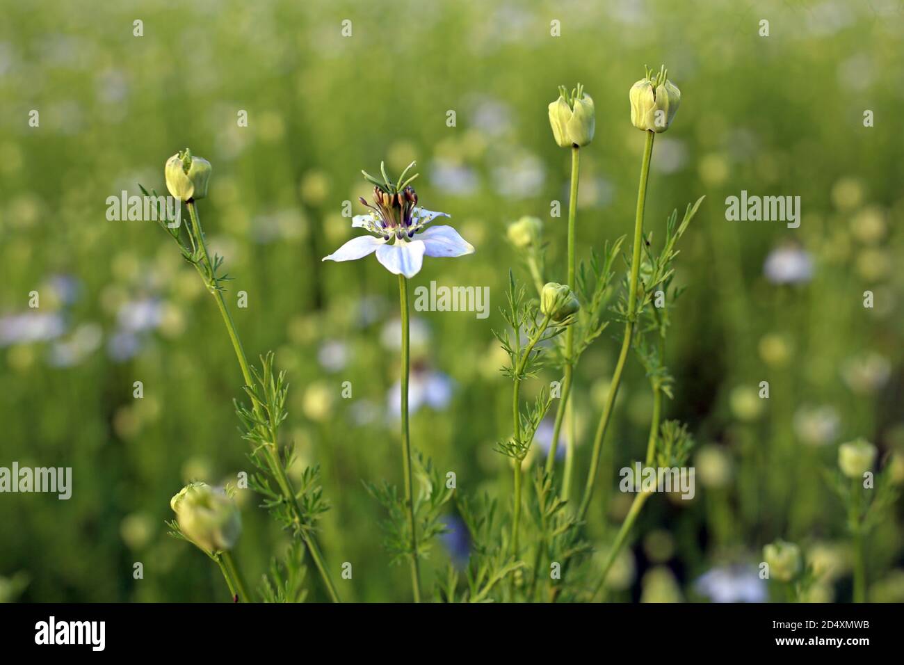 Green black cumin growing on the field with flower Stock Photo - Alamy