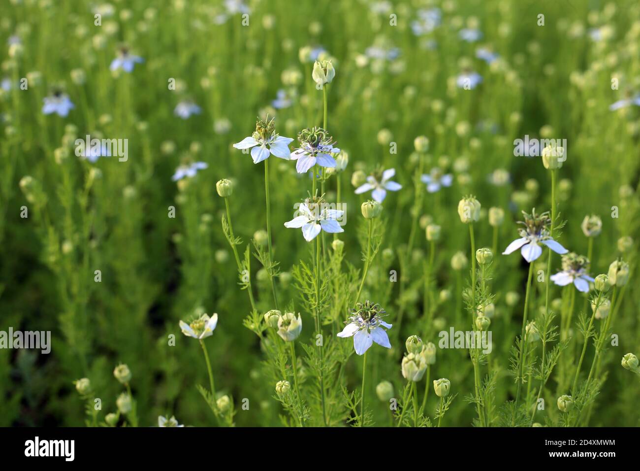 Green black cumin growing on the field with flower Stock Photo - Alamy