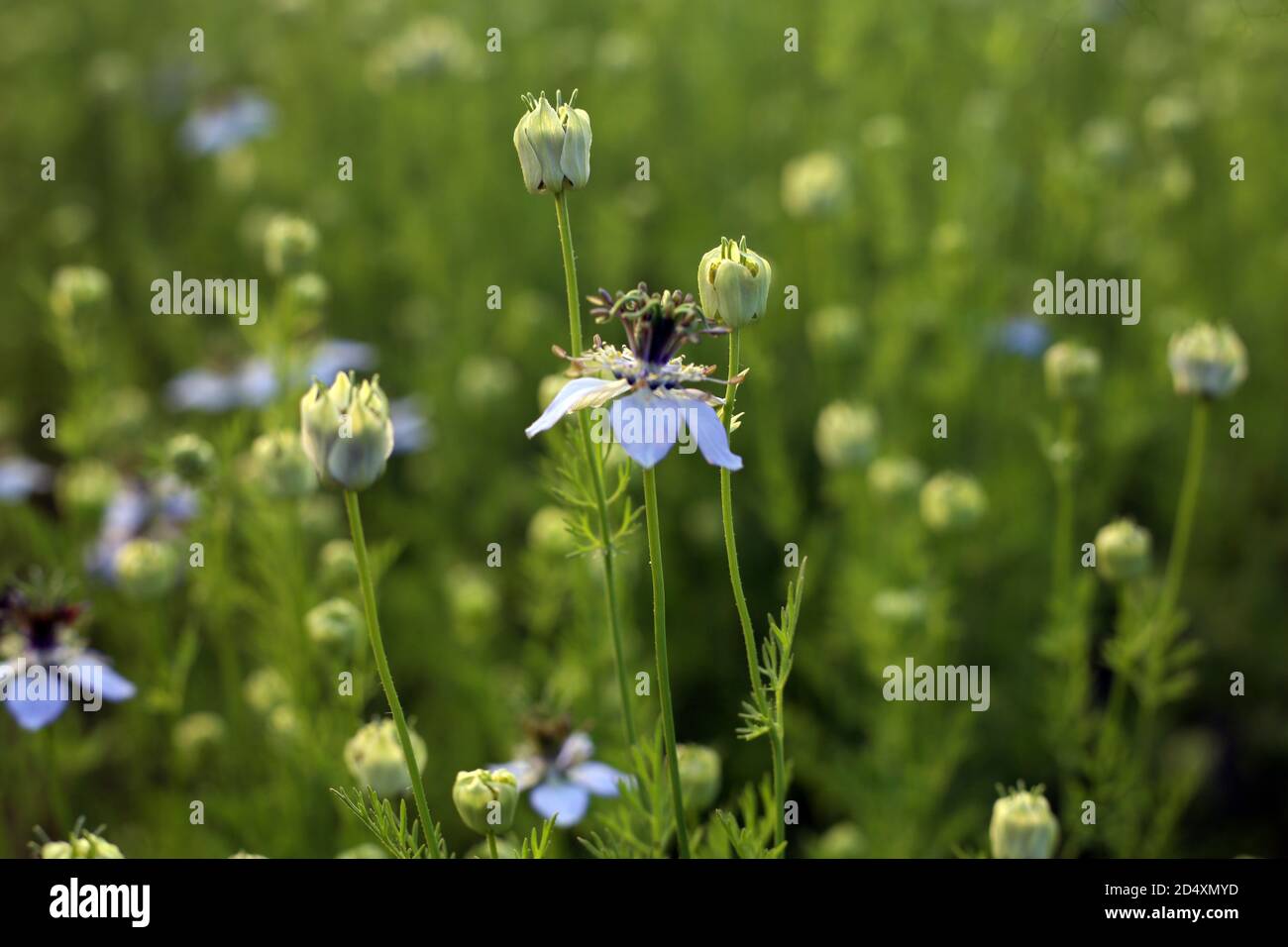 Green black cumin growing on the field with flower Stock Photo - Alamy