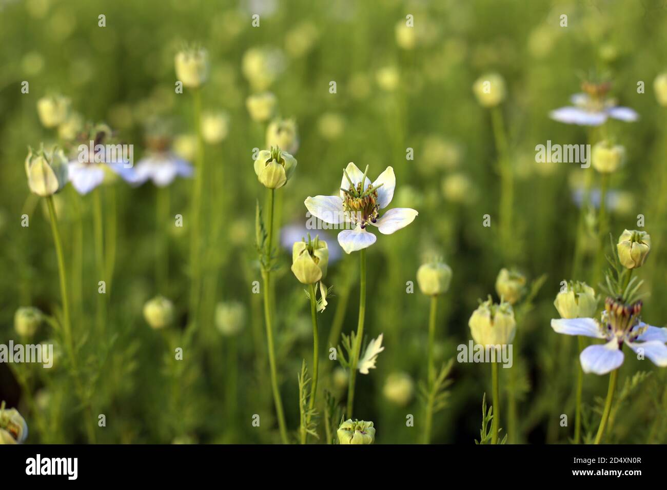 Green black cumin growing on the field with flower Stock Photo - Alamy
