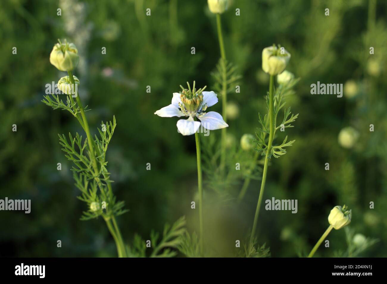 Green black cumin growing on the field with flower Stock Photo - Alamy