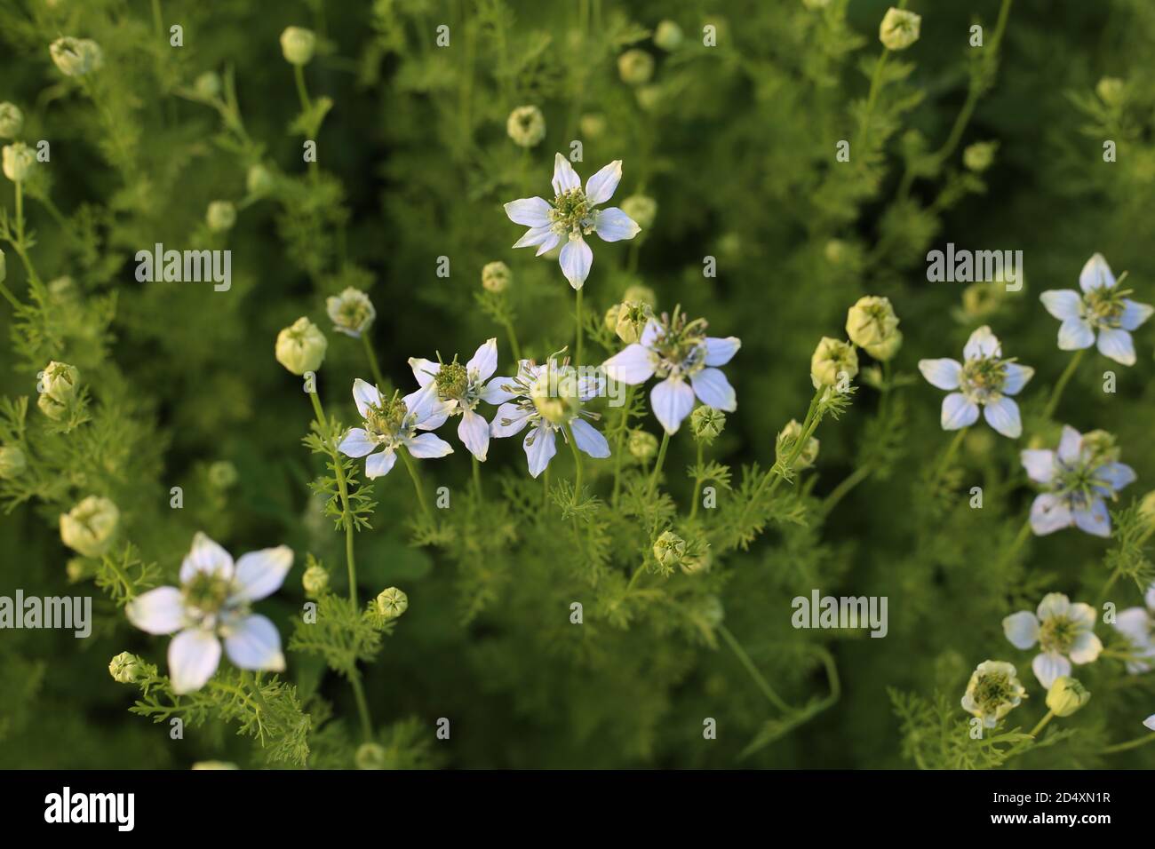 Black cumin seed tree hi-res stock photography and images - Alamy