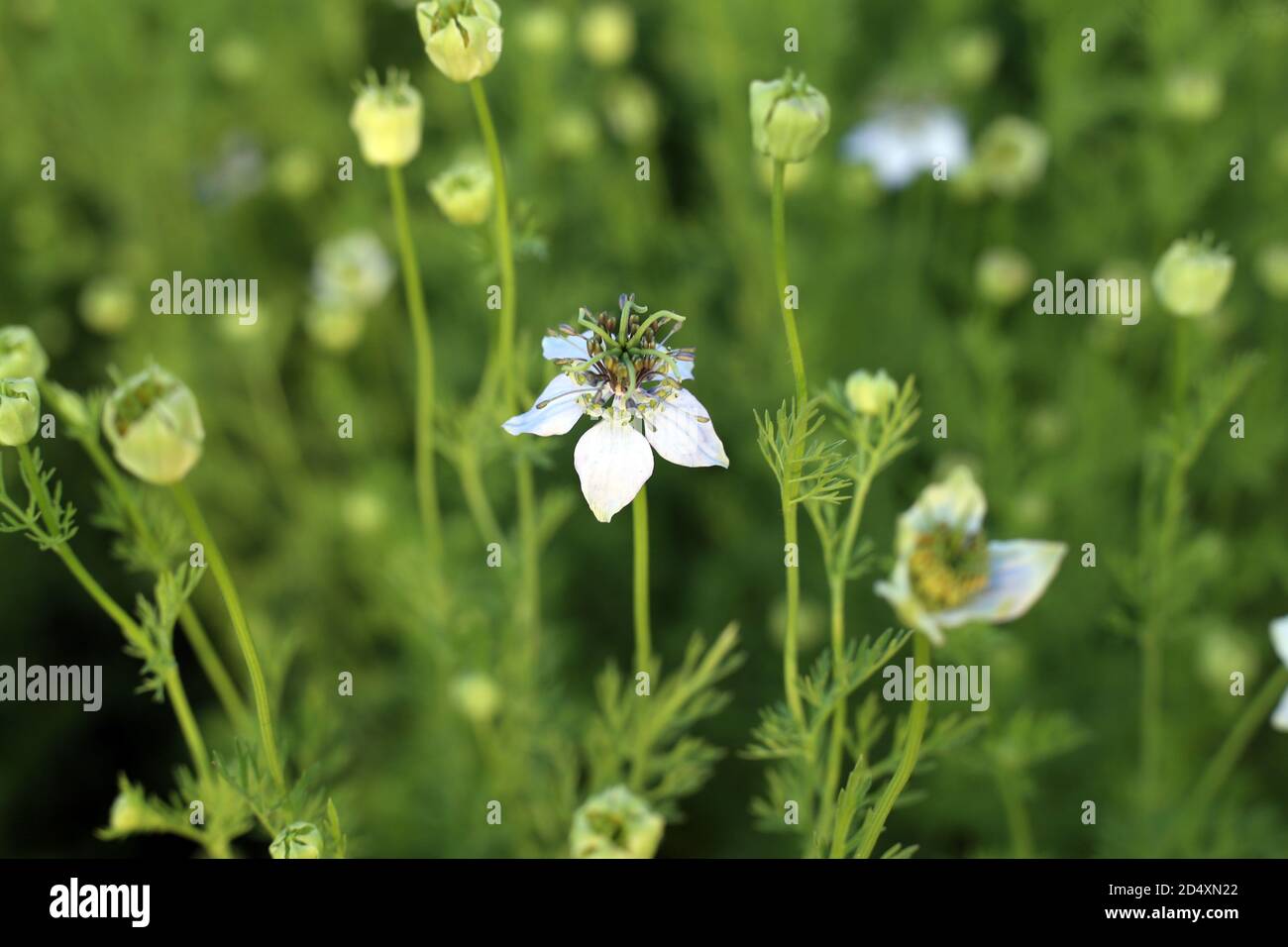 Green black cumin growing on the field with flower Stock Photo - Alamy