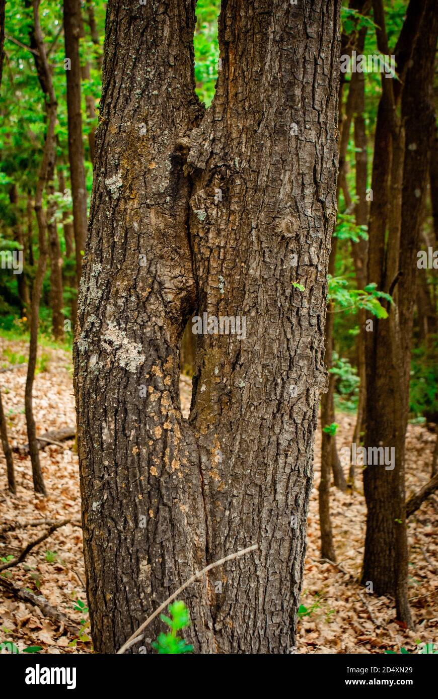 Vertical shot of a tall tree in a forest Stock Photo - Alamy