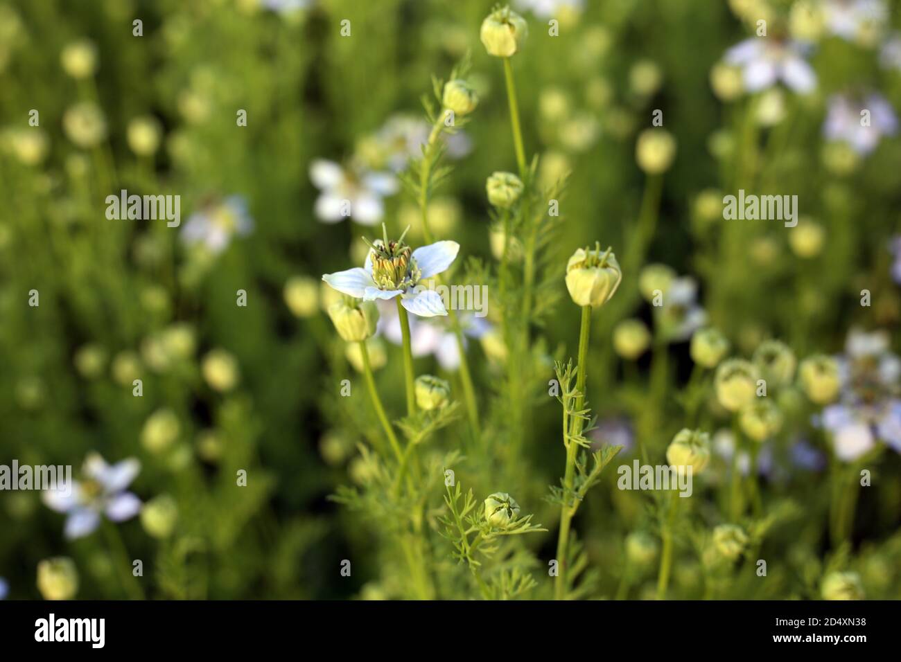 Green black cumin growing on the field with flower Stock Photo - Alamy