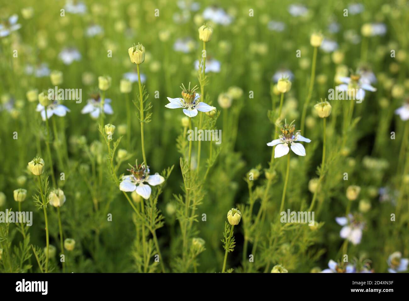 Green black cumin growing on the field with flower Stock Photo - Alamy