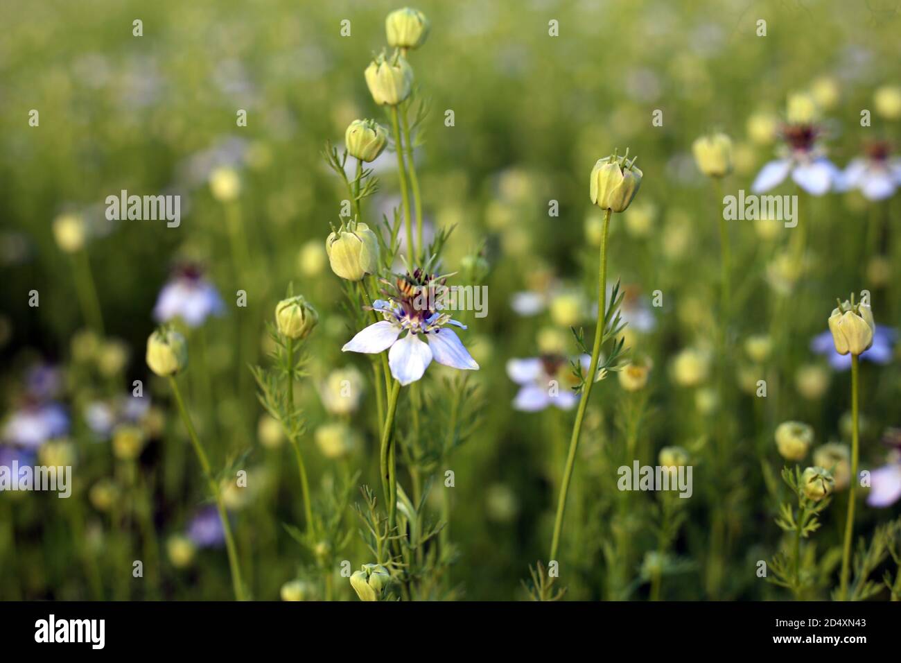 Green black cumin growing on the field with flower Stock Photo - Alamy