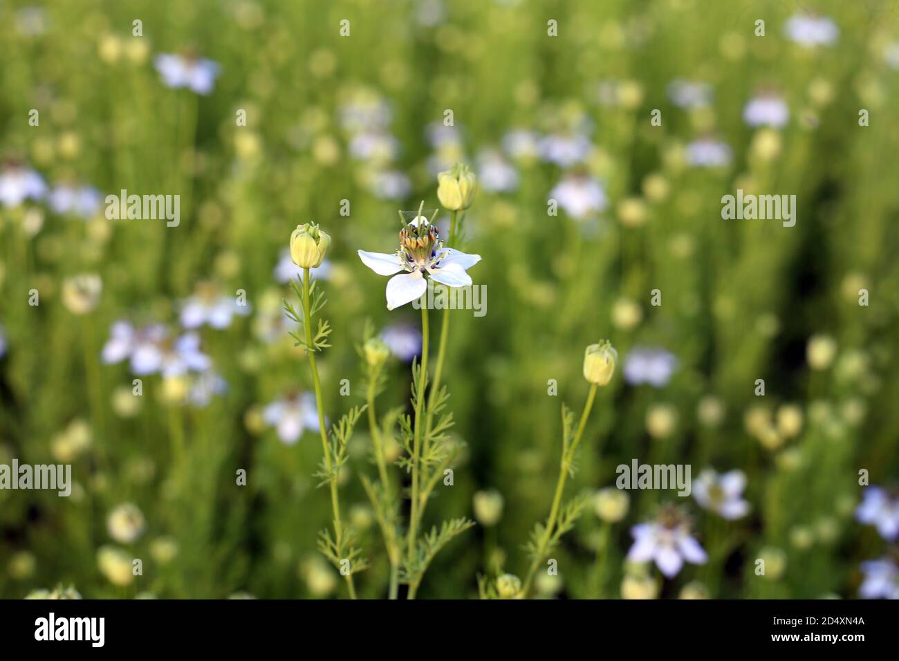 Green black cumin growing on the field with flower Stock Photo - Alamy