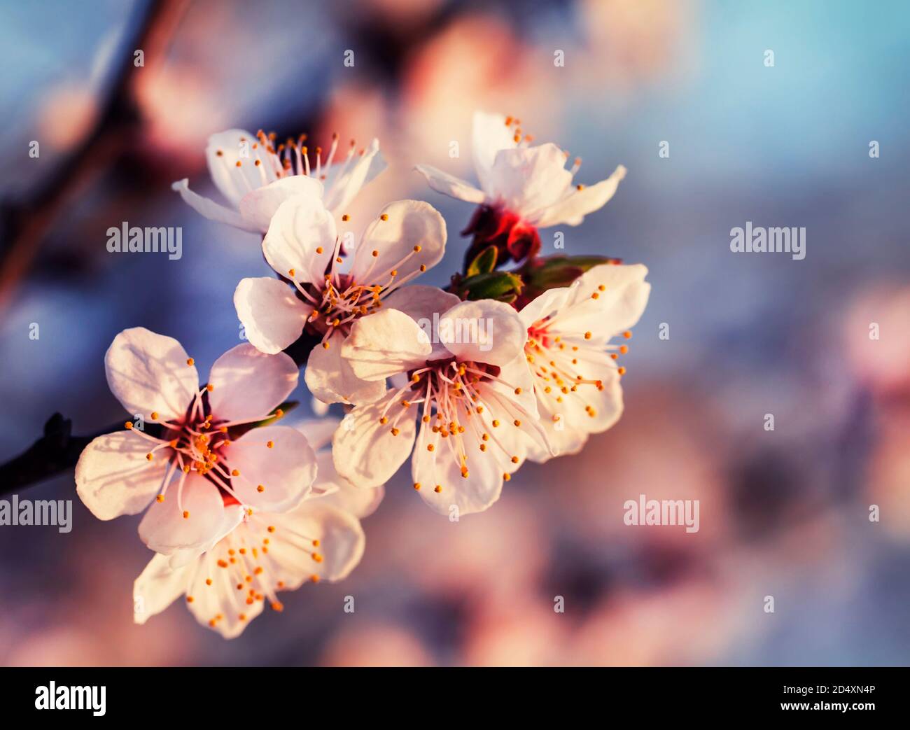 Spring natural background with pink flowering apricot, backlight ...