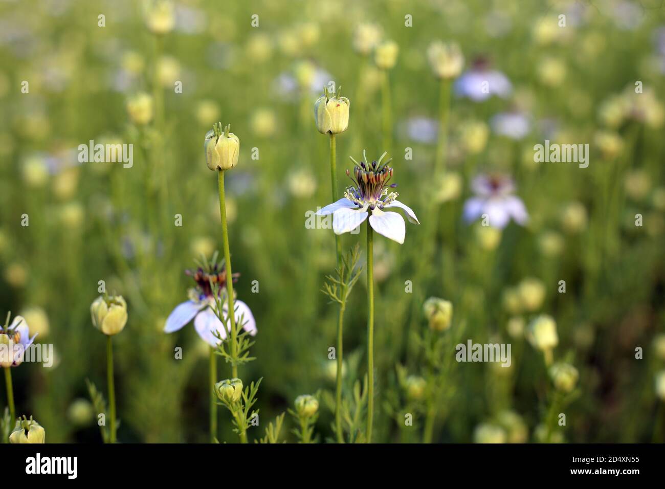 Green black cumin growing on the field with flower Stock Photo - Alamy
