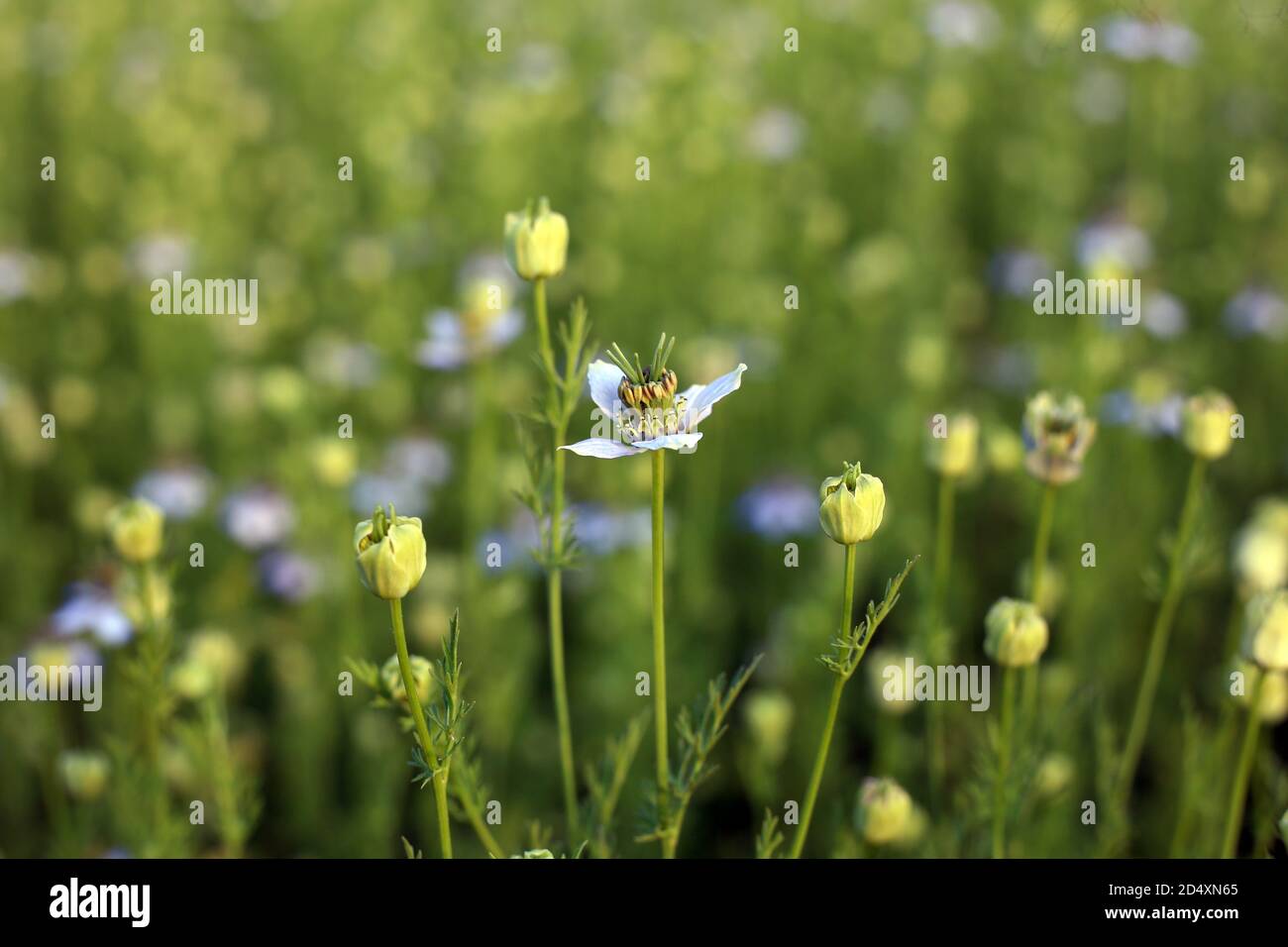 Green black cumin growing on the field with flower Stock Photo - Alamy
