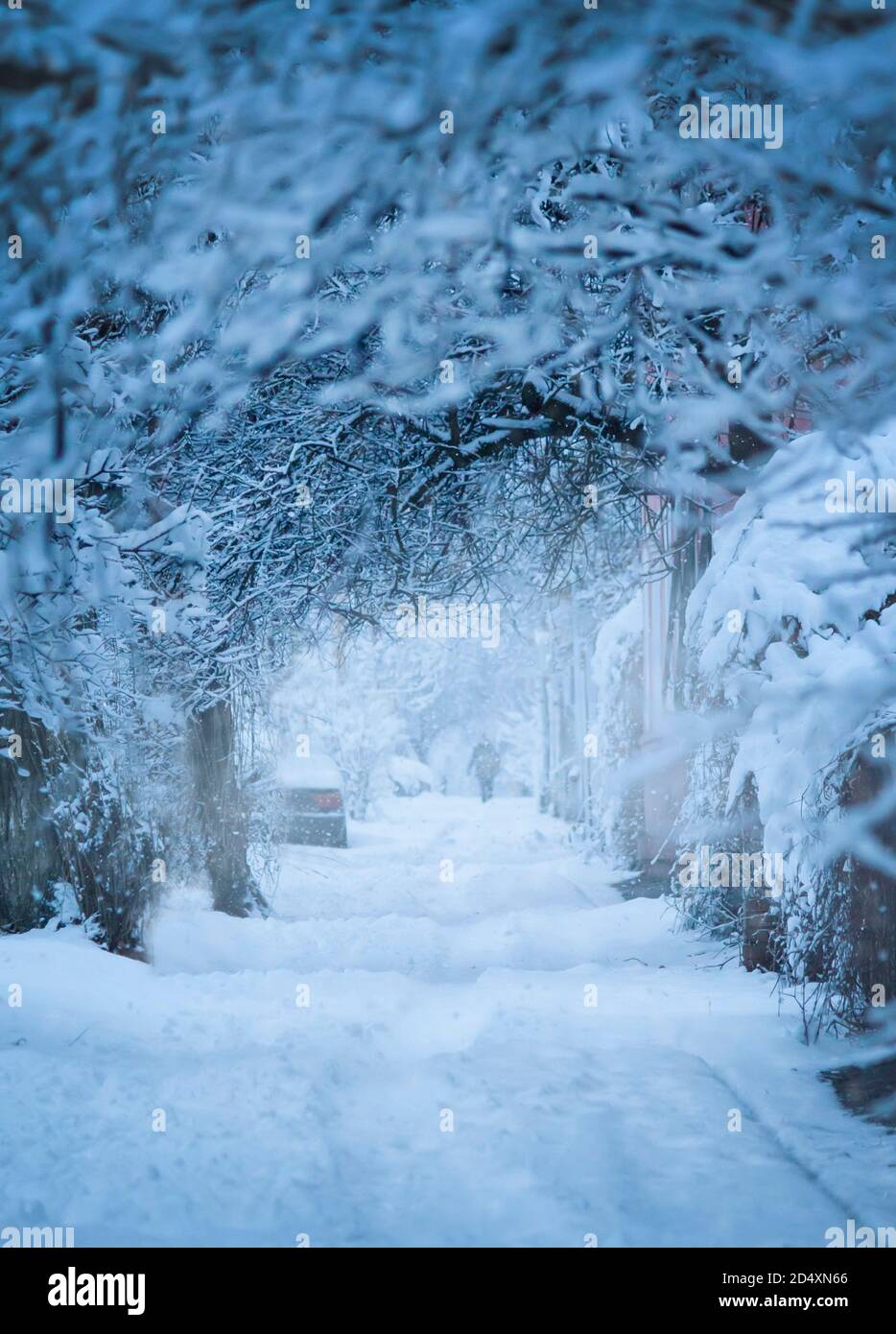 Snowfall. City street with trees covered with snow. Blue winter morning ...