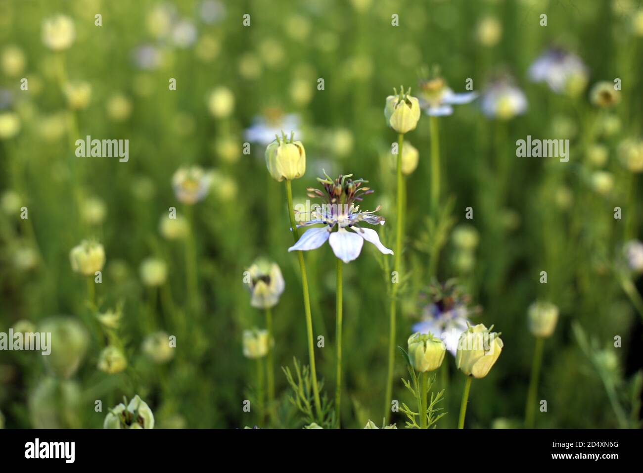 Green black cumin growing on the field with flower Stock Photo - Alamy