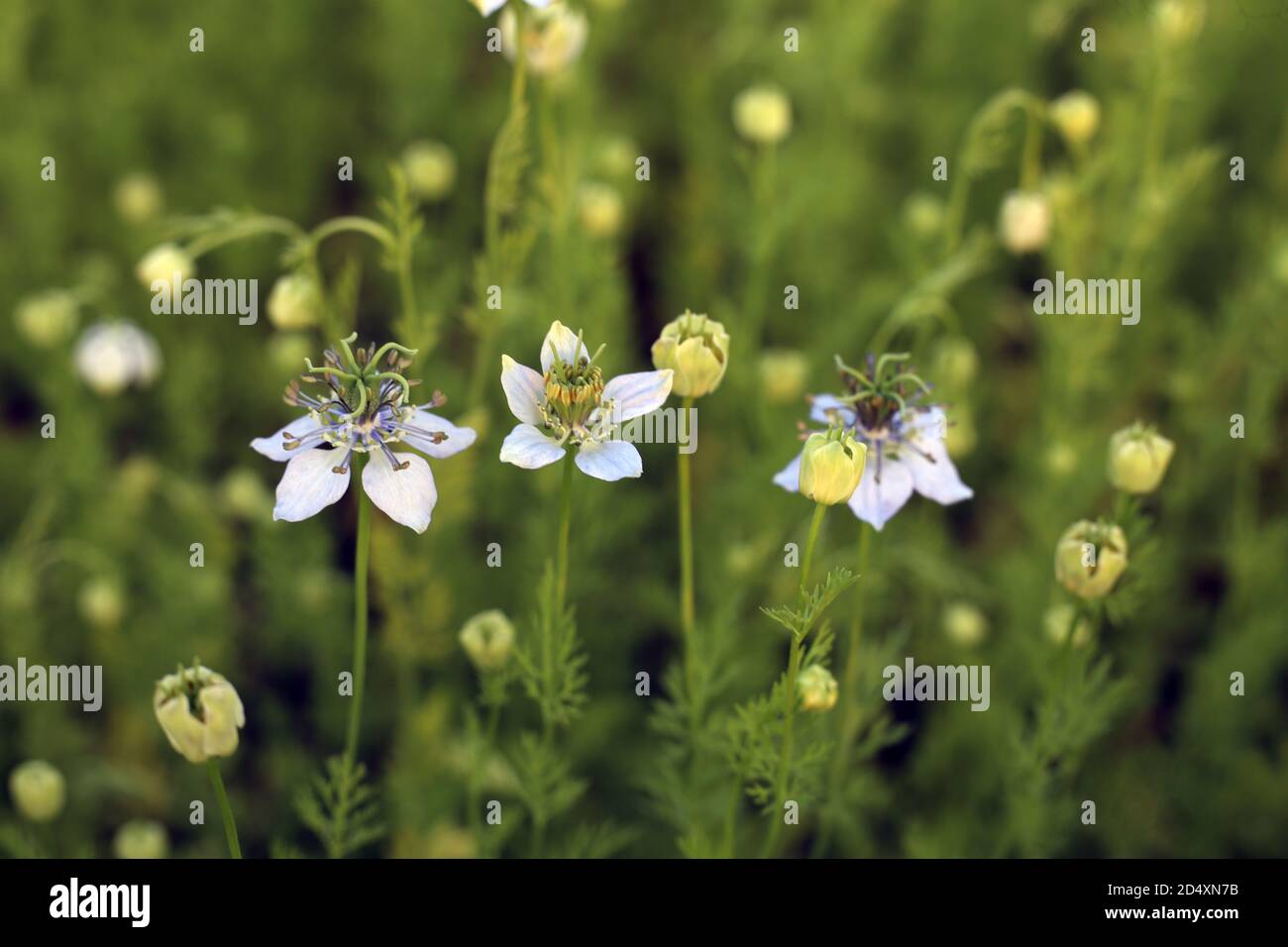 Green black cumin growing on the field with flower Stock Photo - Alamy