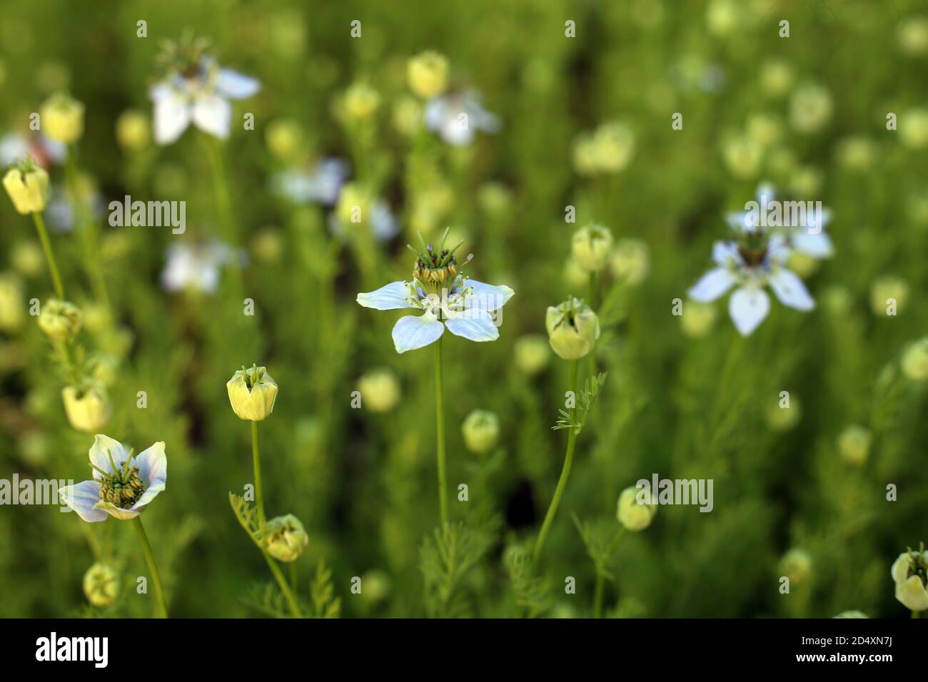 Green black cumin growing on the field with flower Stock Photo - Alamy