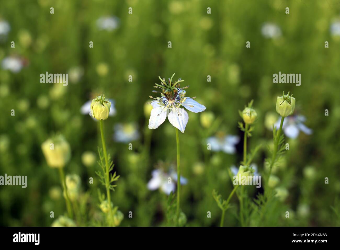 Green black cumin growing on the field with flower Stock Photo - Alamy