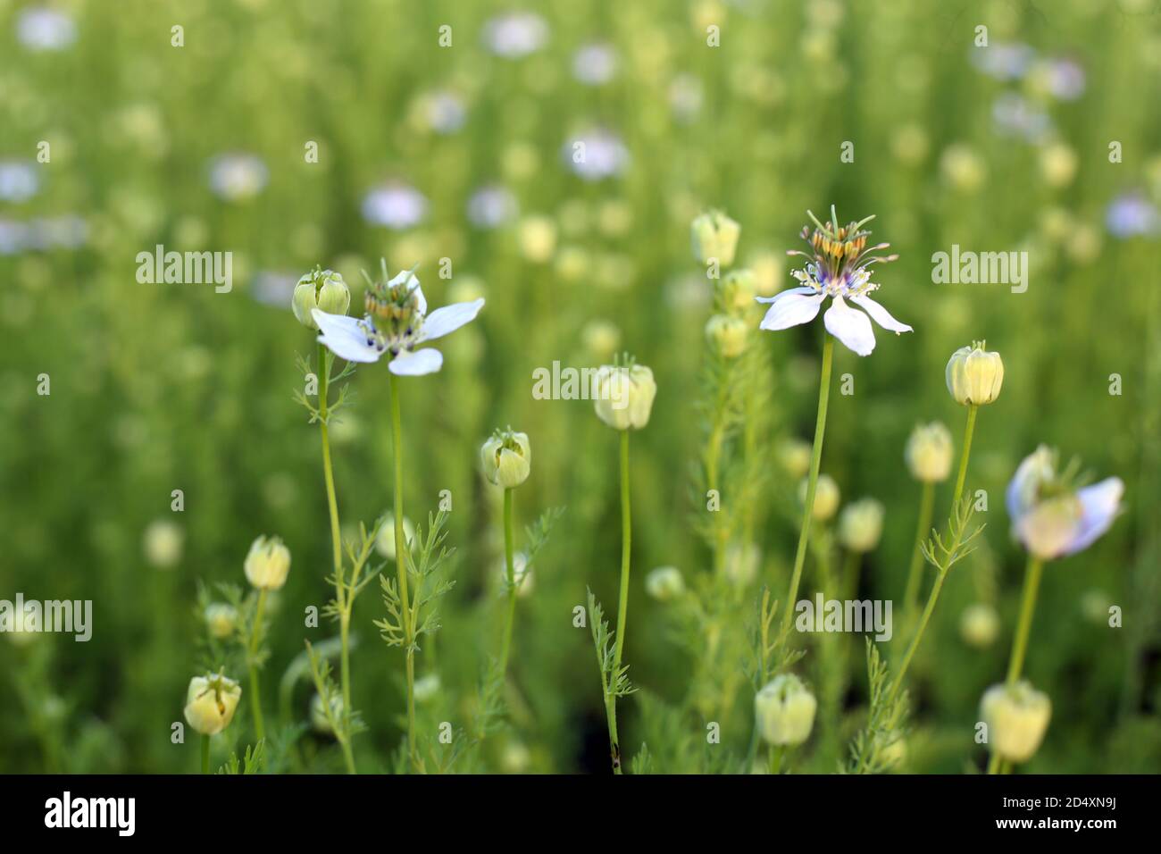 Green black cumin growing on the field with flower Stock Photo - Alamy