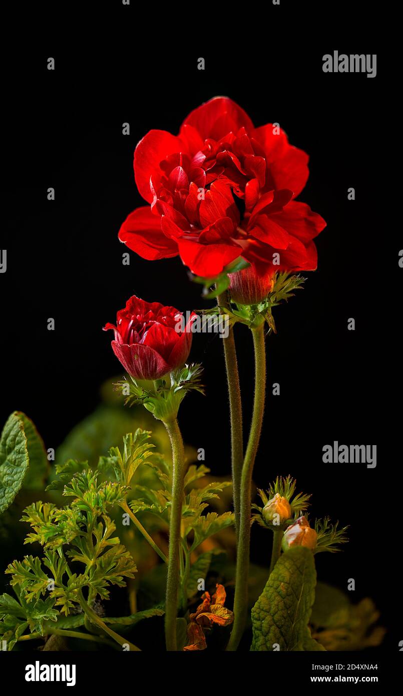Beautiful Red spring flowers growing indoors Stock Photo - Alamy