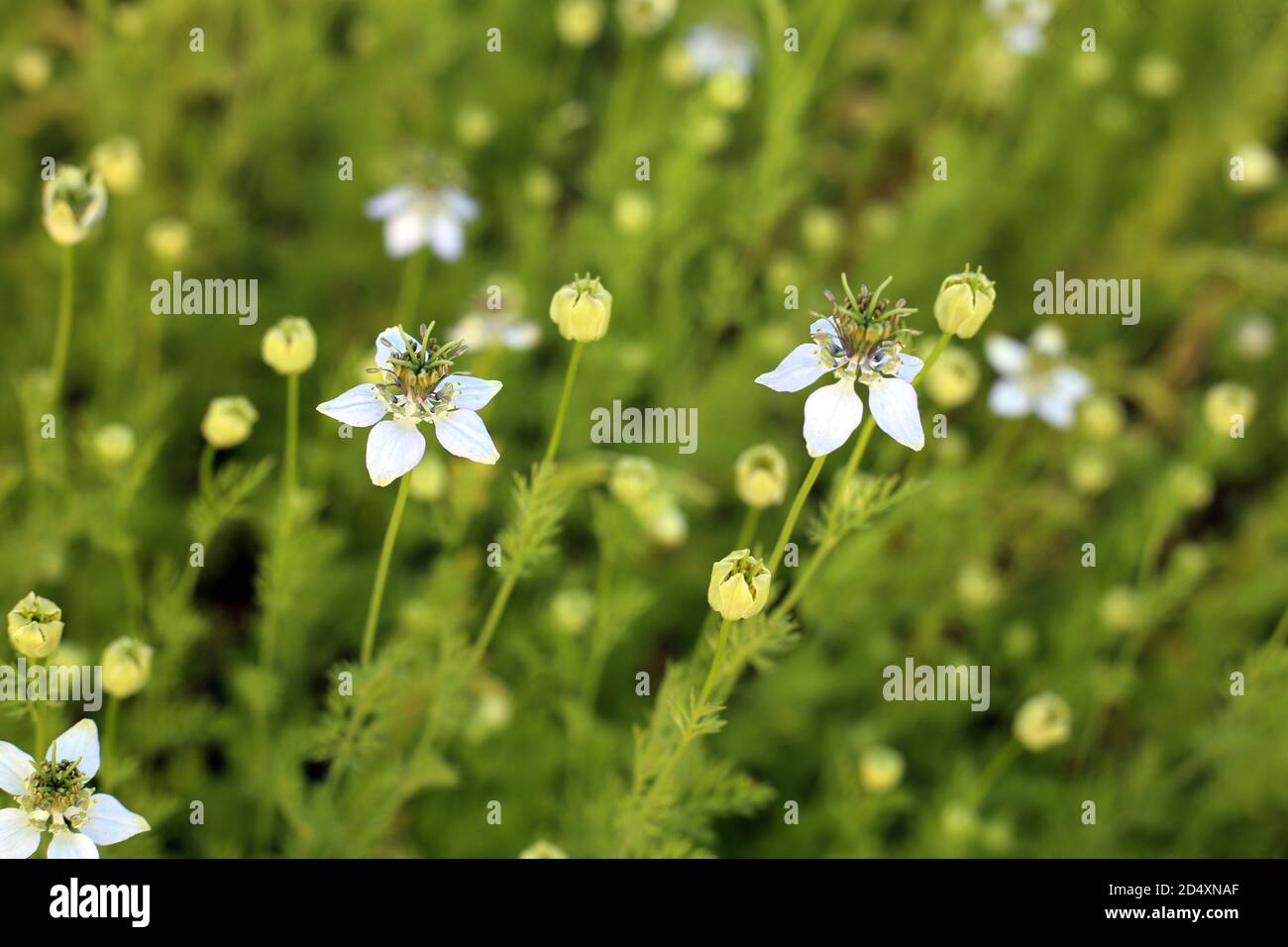 Green black cumin growing on the field with flower Stock Photo - Alamy
