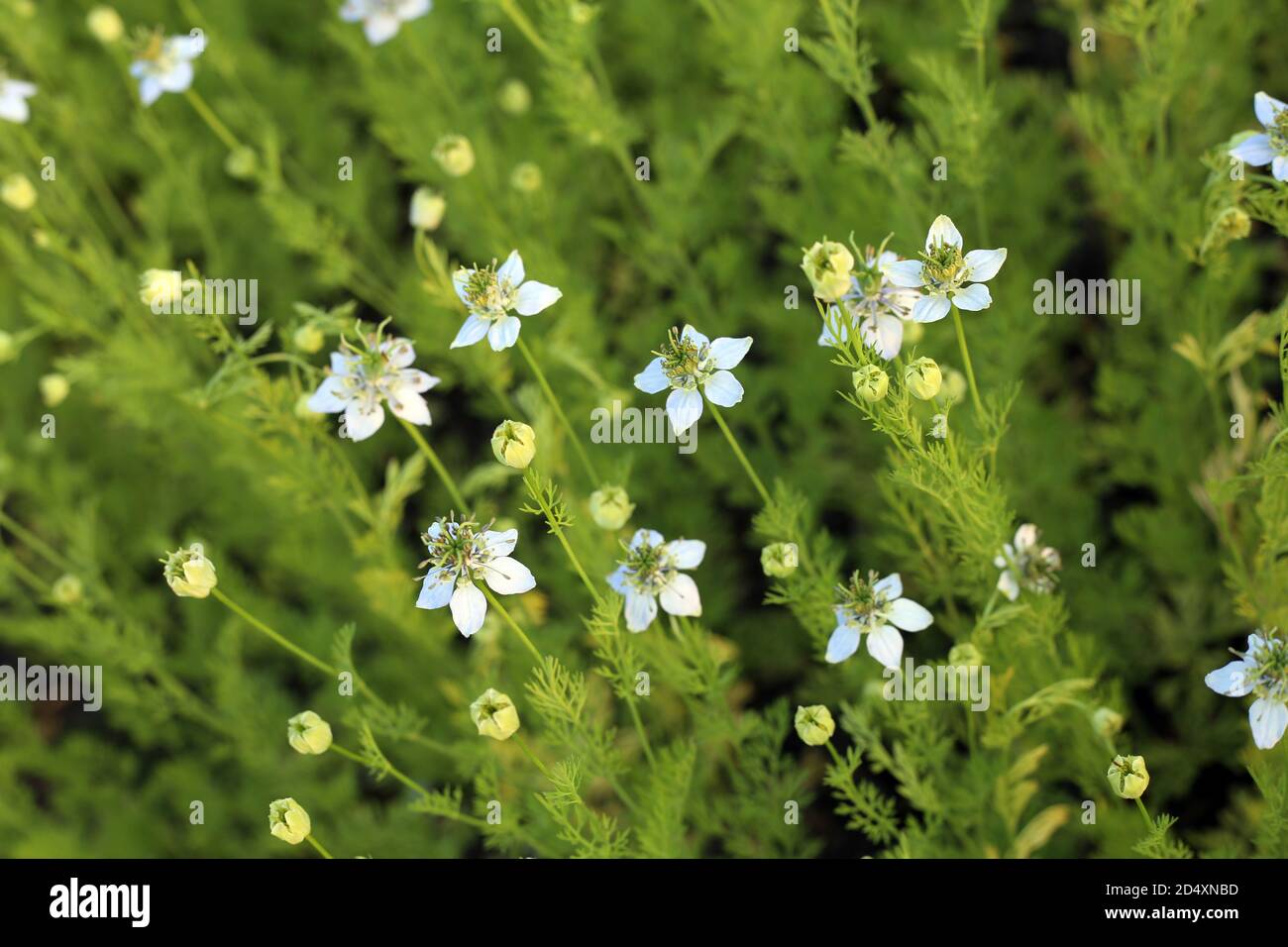 Green black cumin growing on the field with flower Stock Photo - Alamy