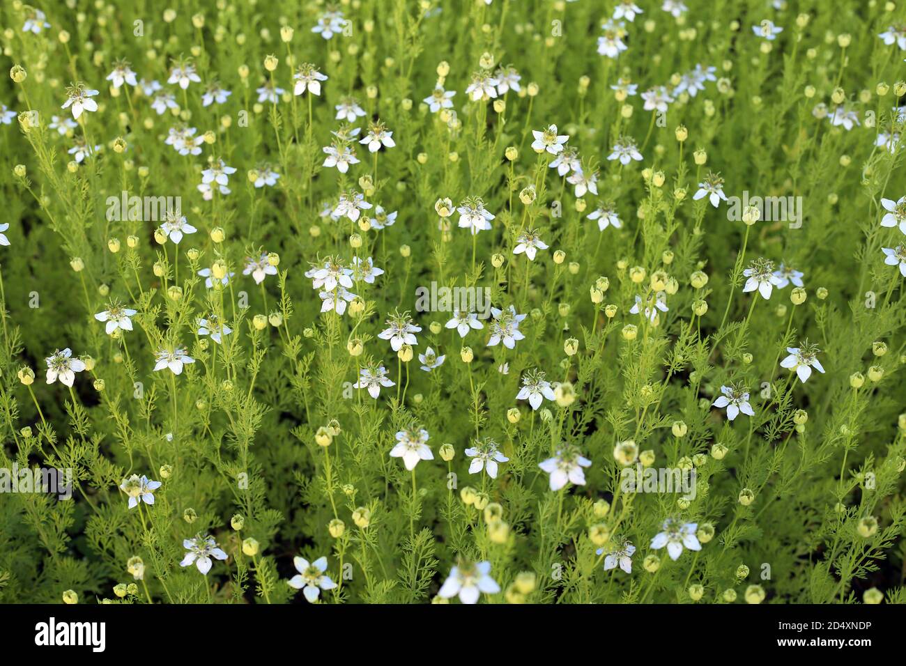 Green black cumin growing on the field with flower Stock Photo - Alamy