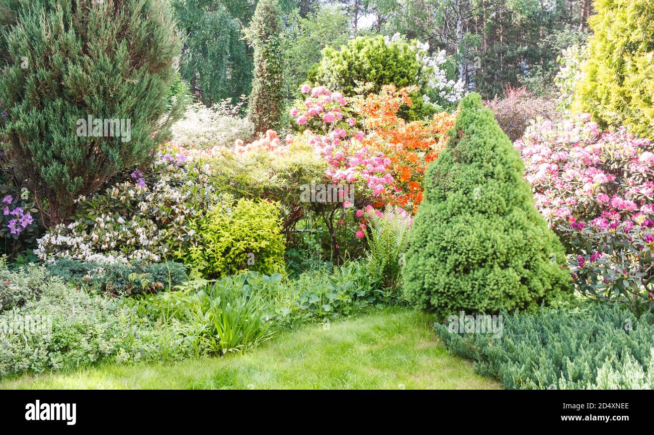 Decorative trees. shrubs and flowers in the garden: spruce, arborvitae ...