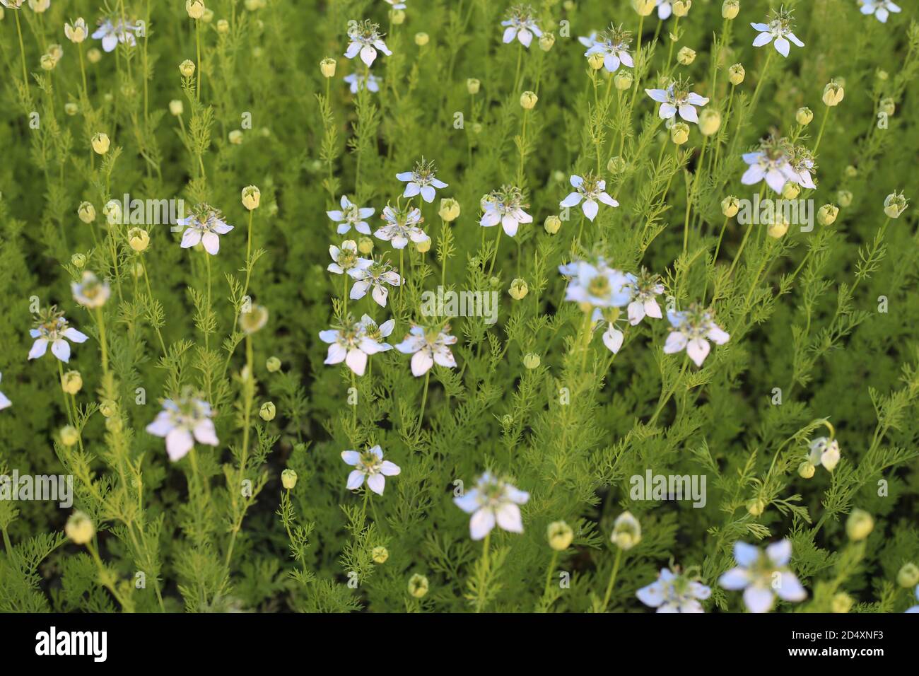 Green black cumin growing on the field with flower Stock Photo - Alamy
