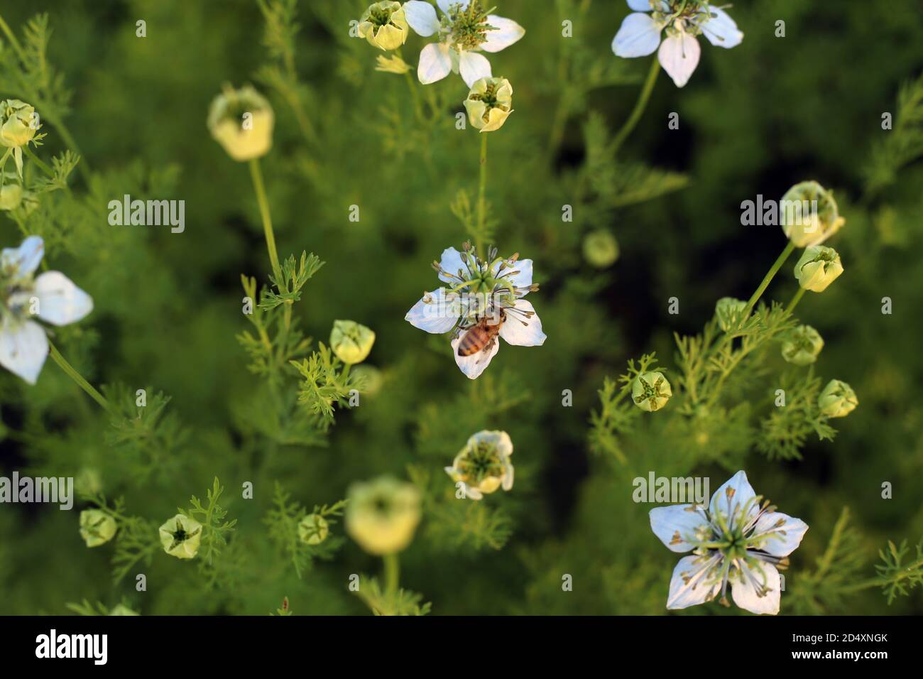 Green black cumin growing on the field with flower Stock Photo - Alamy