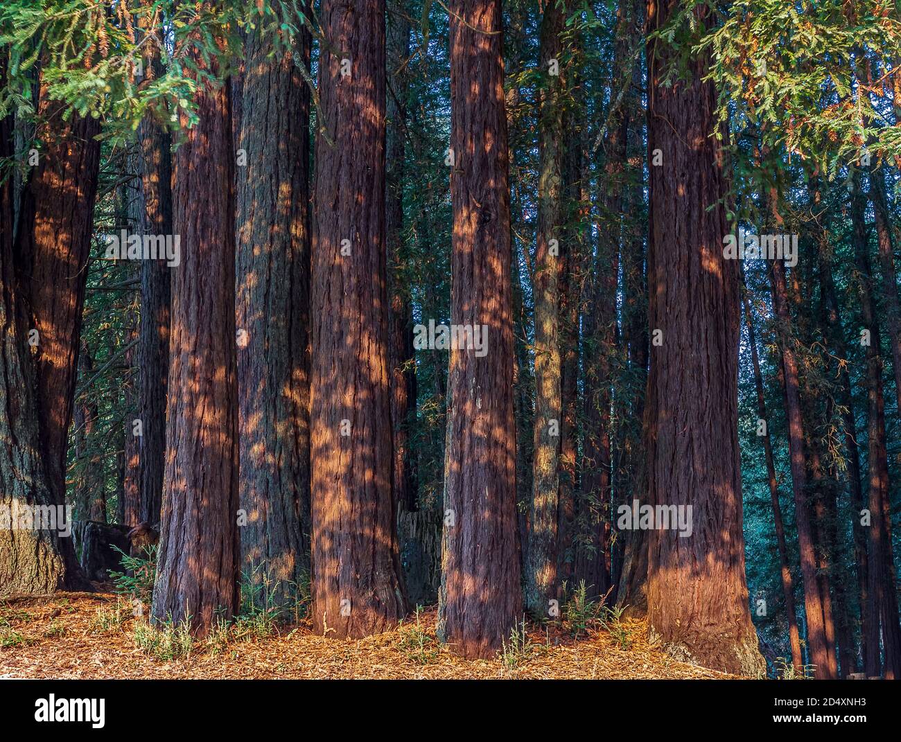 Redwood Forest Landscape in Beautiful Northern California. Mt Madonna ...