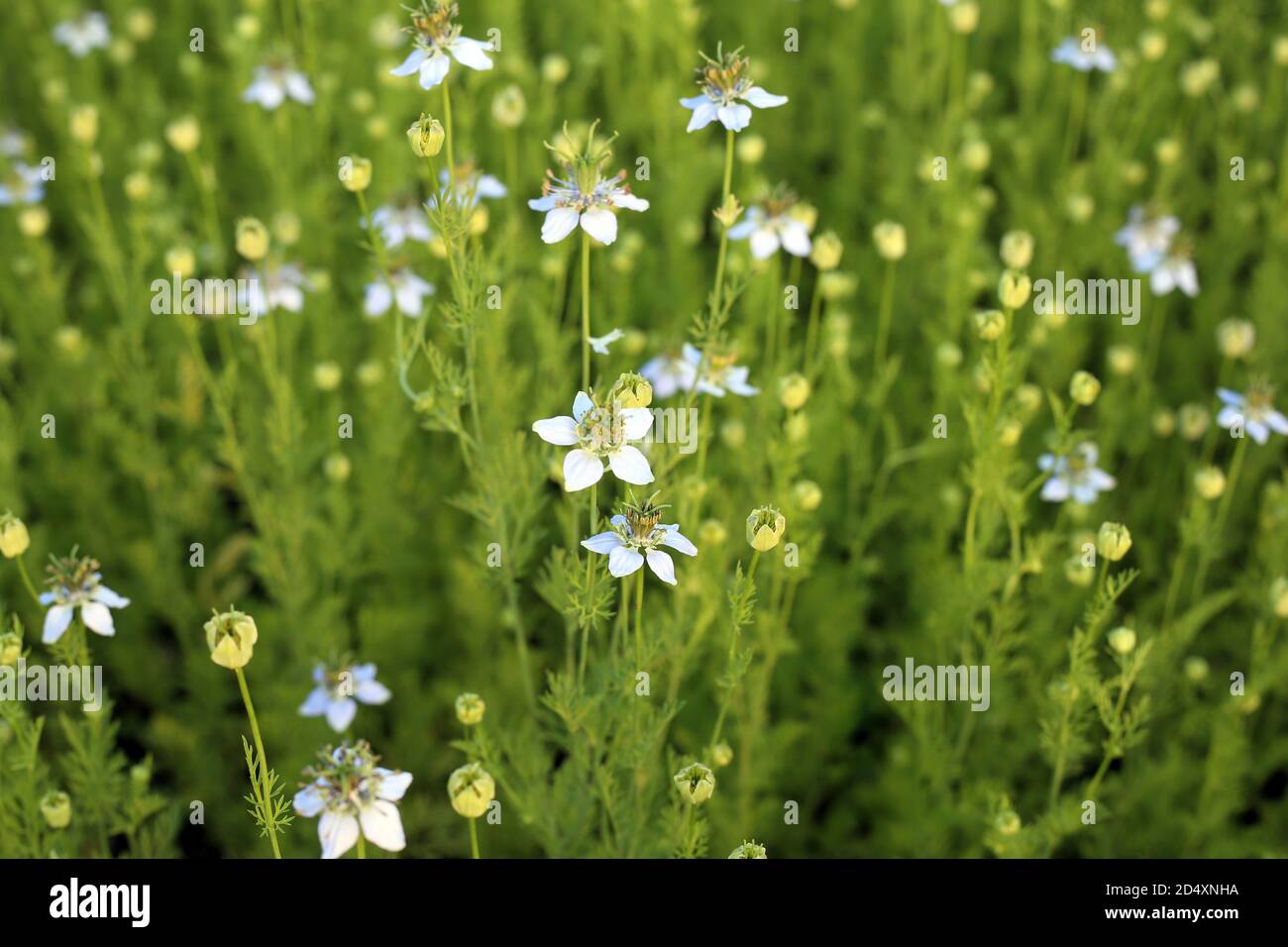 Green black cumin growing on the field with flower Stock Photo - Alamy