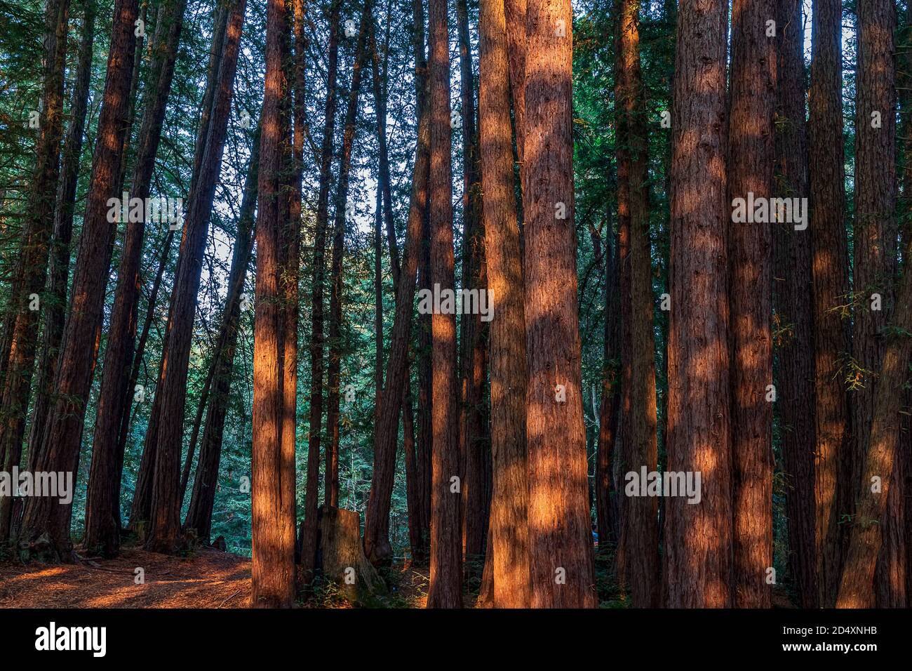 Redwood Forest Landscape in Beautiful Northern California. Mt Madonna ...