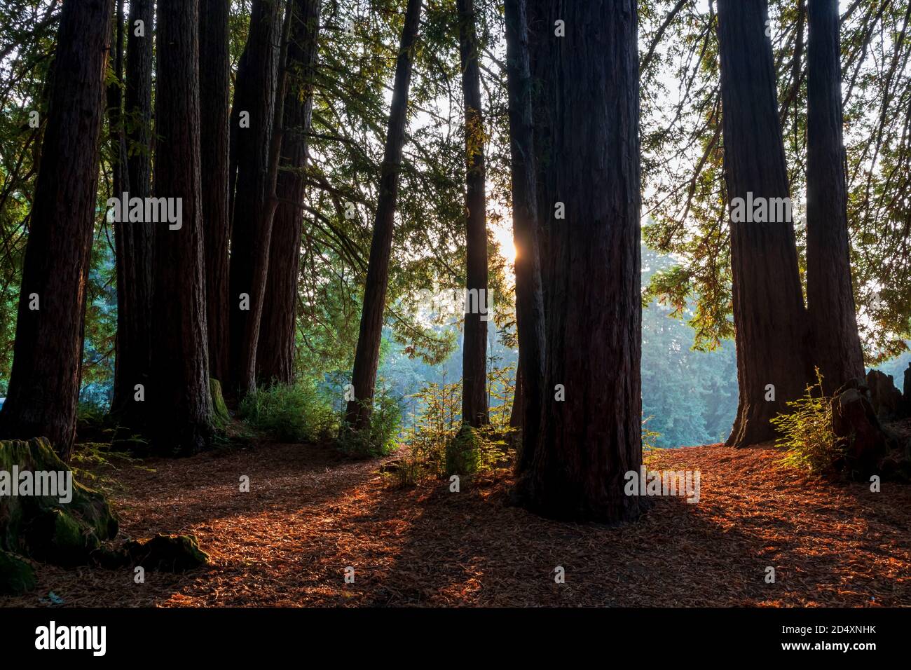 Redwood Forest Landscape in Beautiful Northern California. Mt Madonna ...
