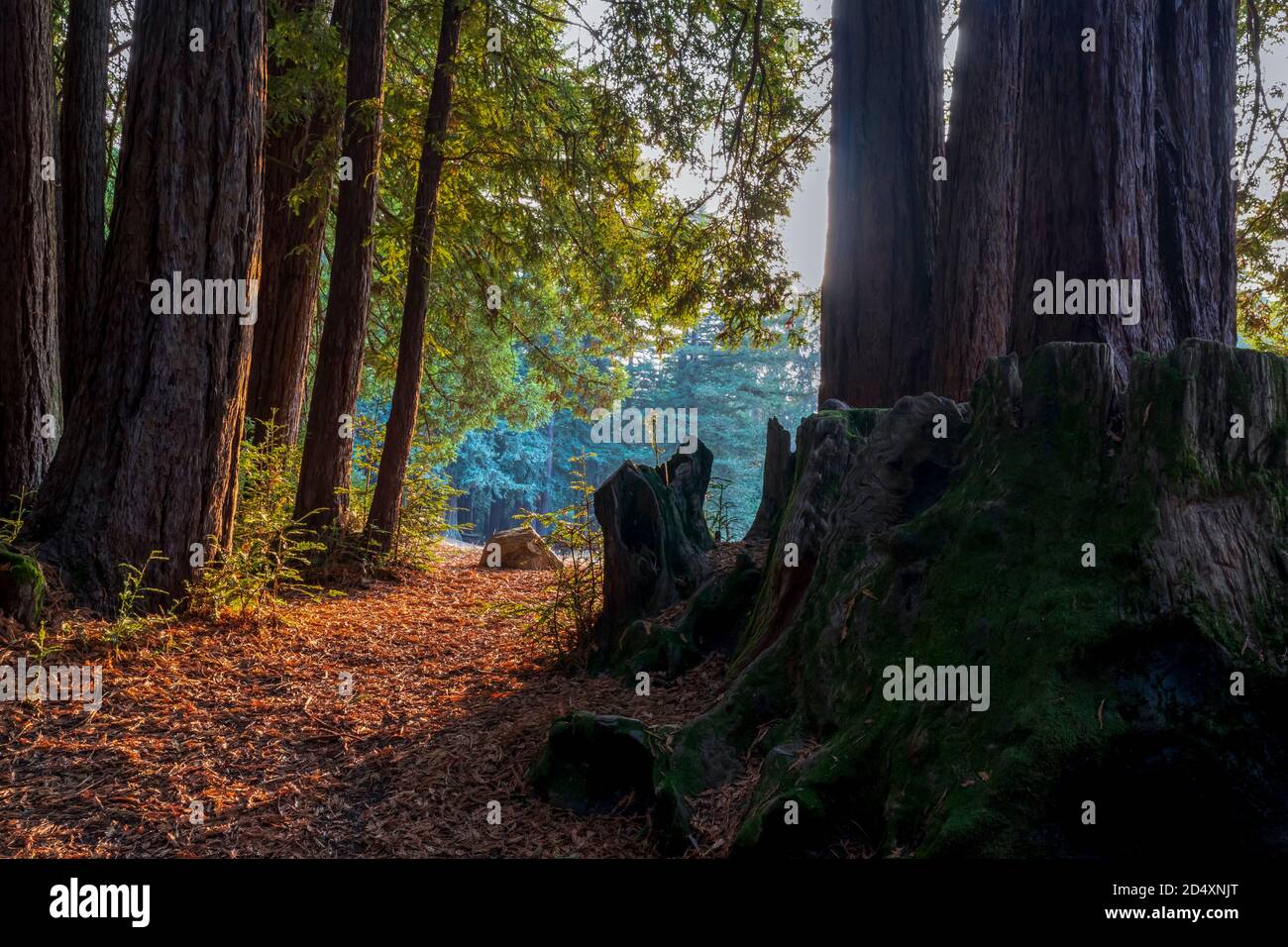 Redwood Forest Landscape in Beautiful Northern California. Mt Madonna ...